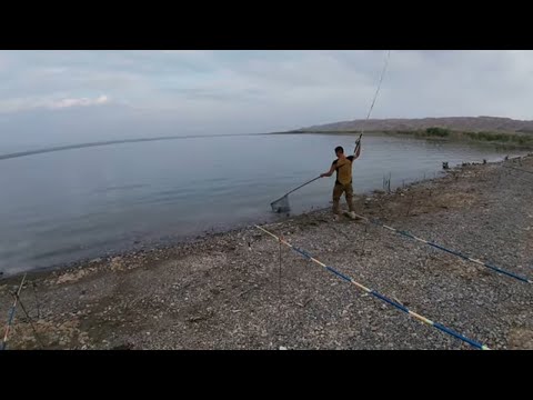 Balıq Tutmaq İstəyirəm Ancaq Necə??? Qurtdan 10 Qat Yaxşı İşləyir. Sazan Ovu