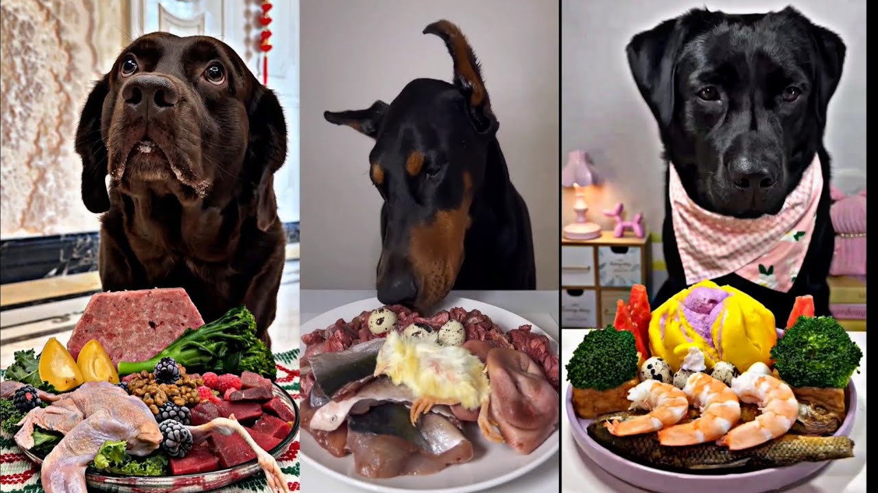 What Dogs Really Eat | Raw & Cooked Dog Food Taste Test - YouTube