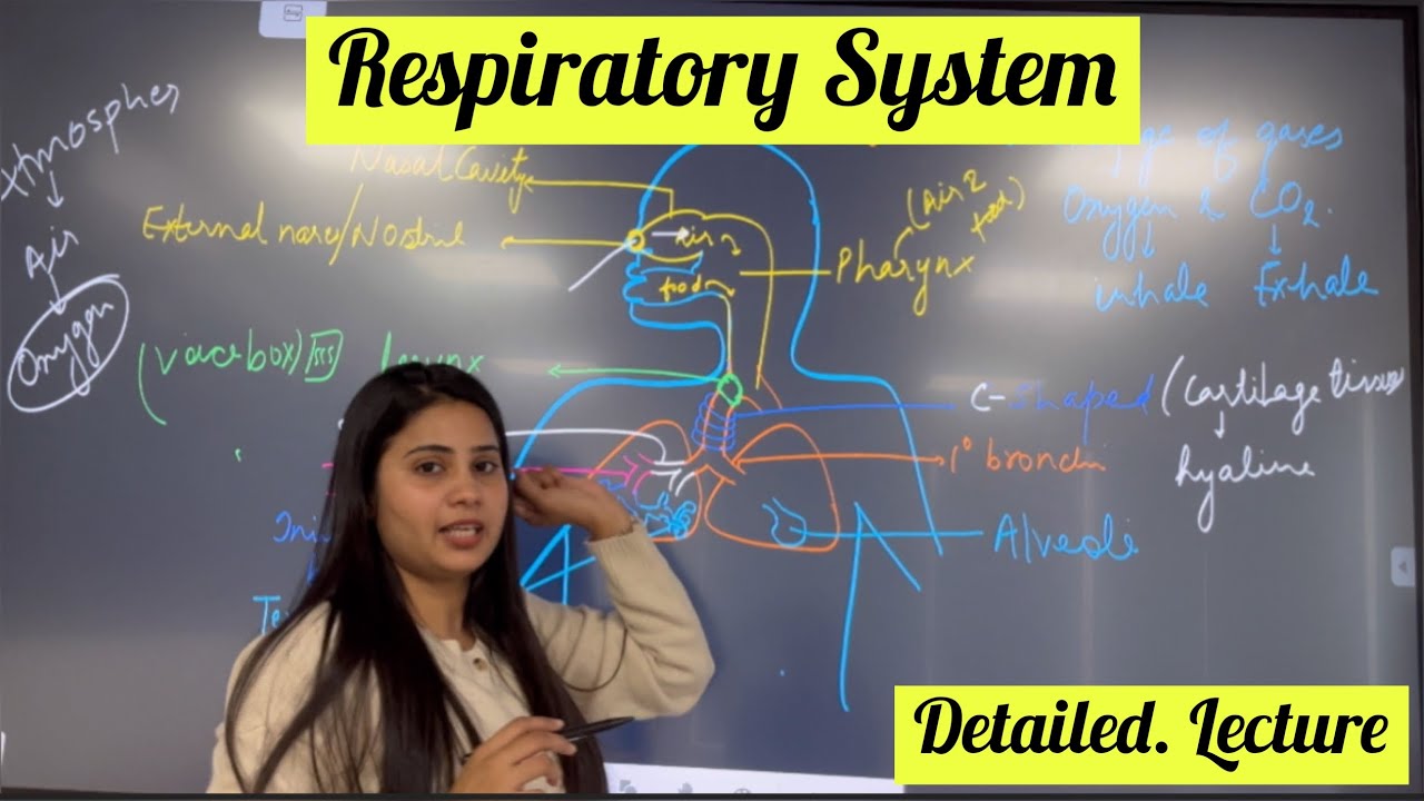 Respiratory System | Easy Way To Learn Each & Everything| - YouTube