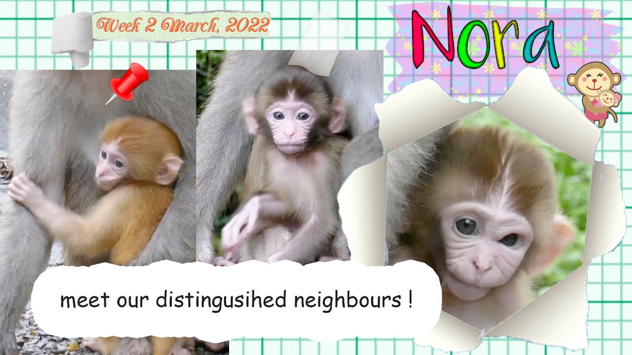 Meet our neighbours' babies ! - YouTube