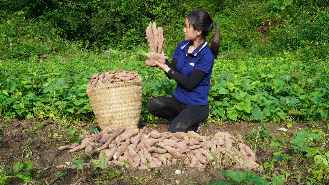 HARVEST: Purple sweet potato - A tuber rich in starch in the soil - Go ...
