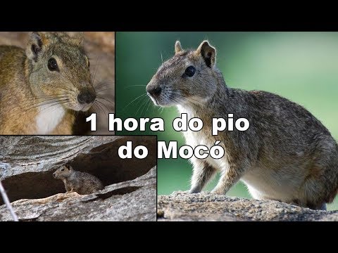 1 HORA DO PIO DO MOCÓ