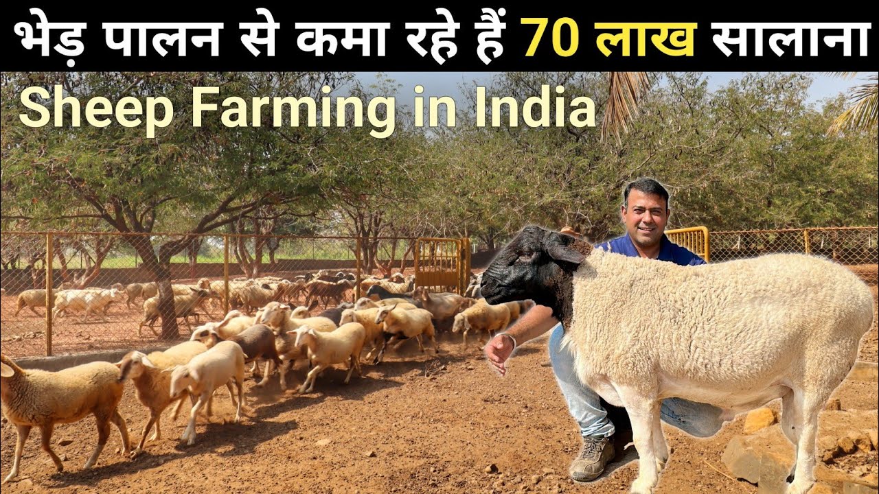 इतना बड़ा भेड़ फॉर्म आपने देखा नहीं होगा | Sheep Farming | Sheep ...