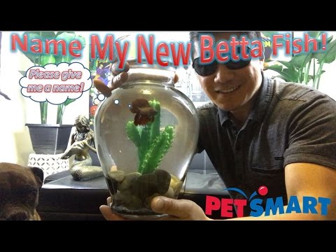 Name My New Beta Fish! | Petsmart Betta Fish Review! - YouTube
