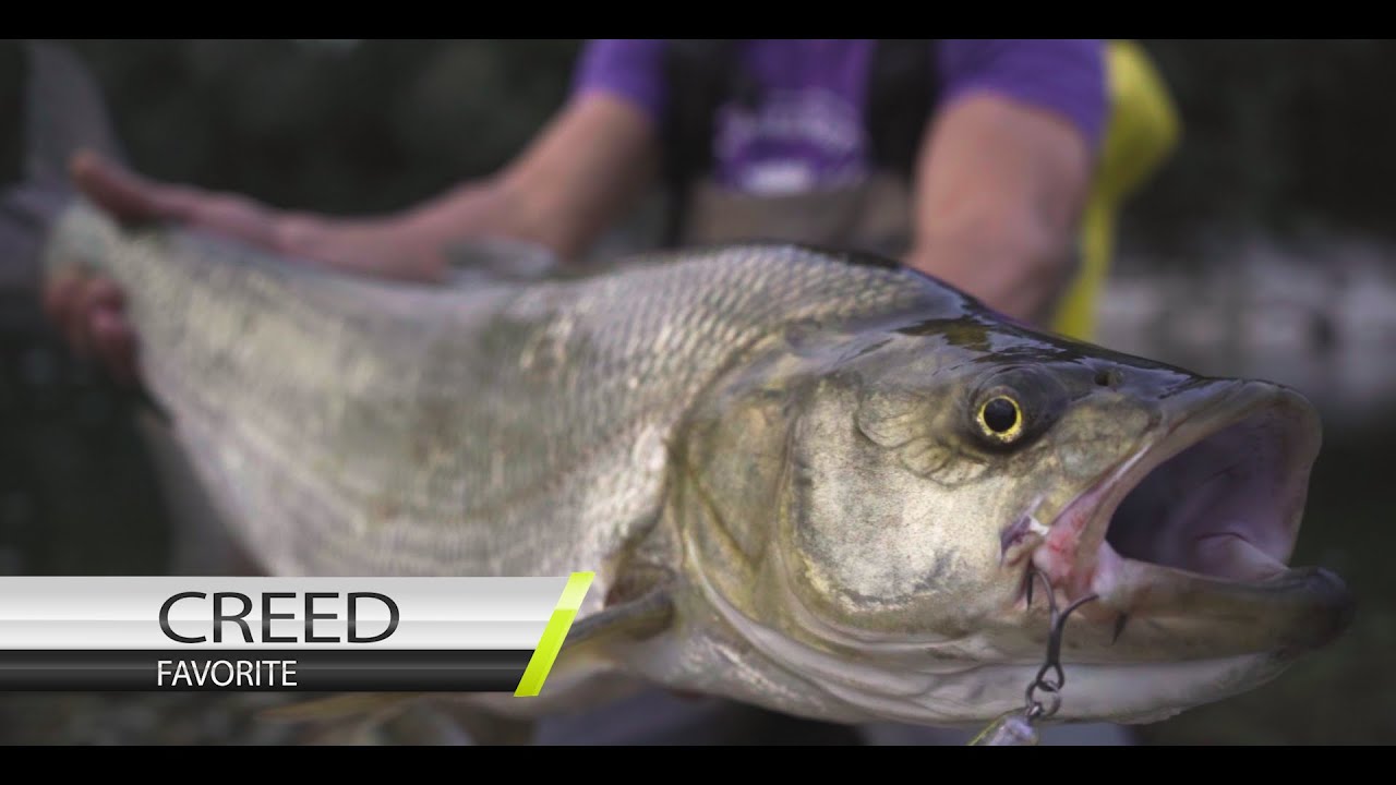 😱 Favorite CREED Giant Asp - YouTube