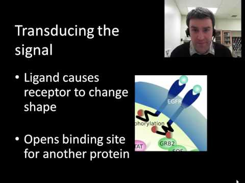 Signal transduction pathways