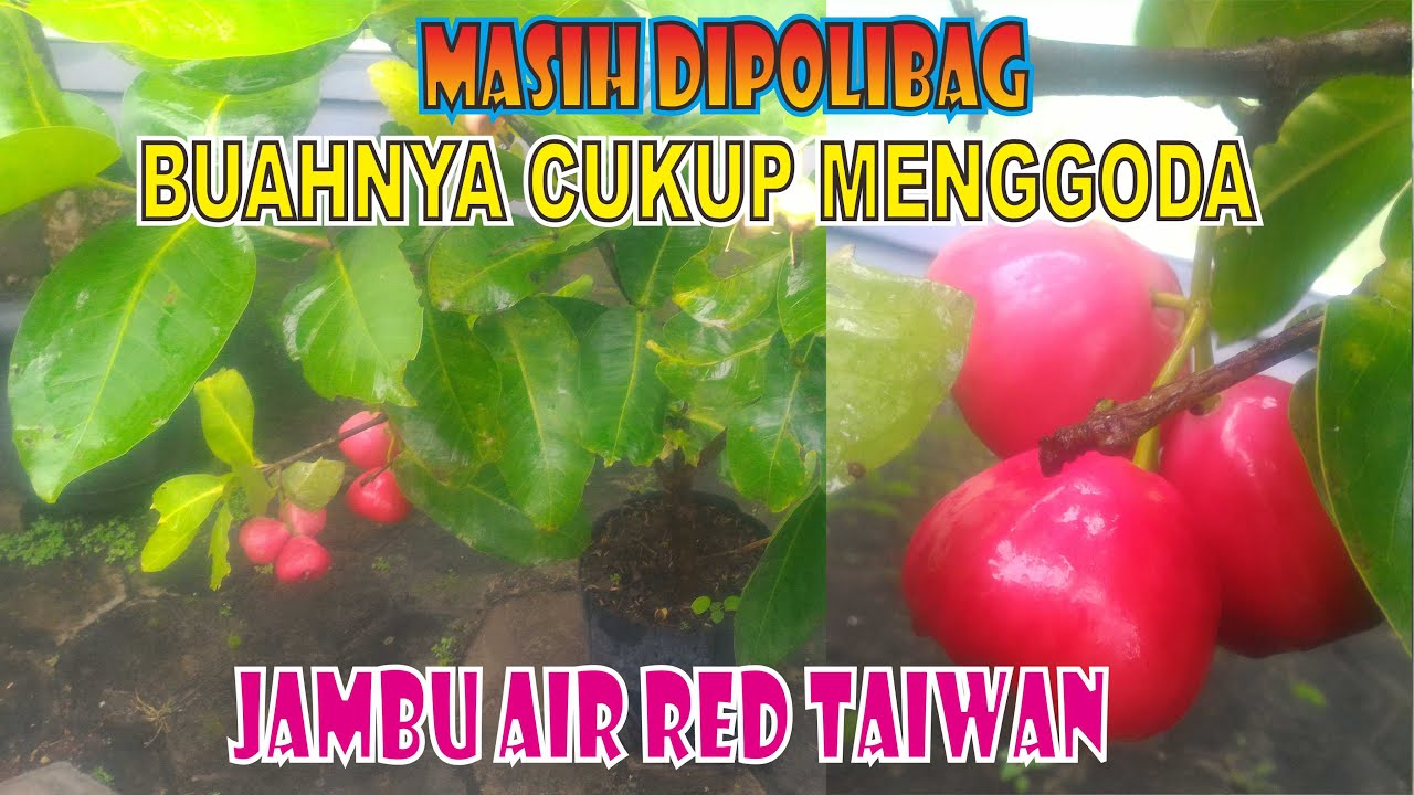 jambu air red taiwan berbuah di polibag - YouTube
