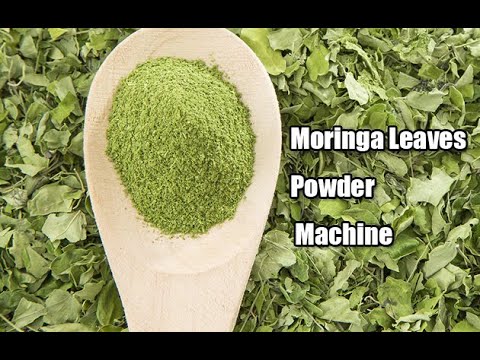 Moringa Leaves Powder Processing Machine Line #moringa #process #machine - YouTube