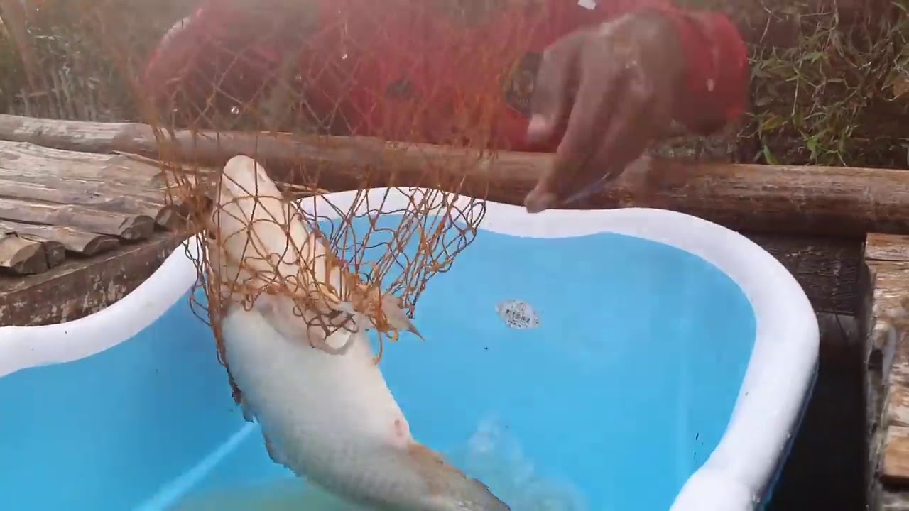 Fishing | Catch Lot Of Fish by Hand | Fishing Video - YouTube