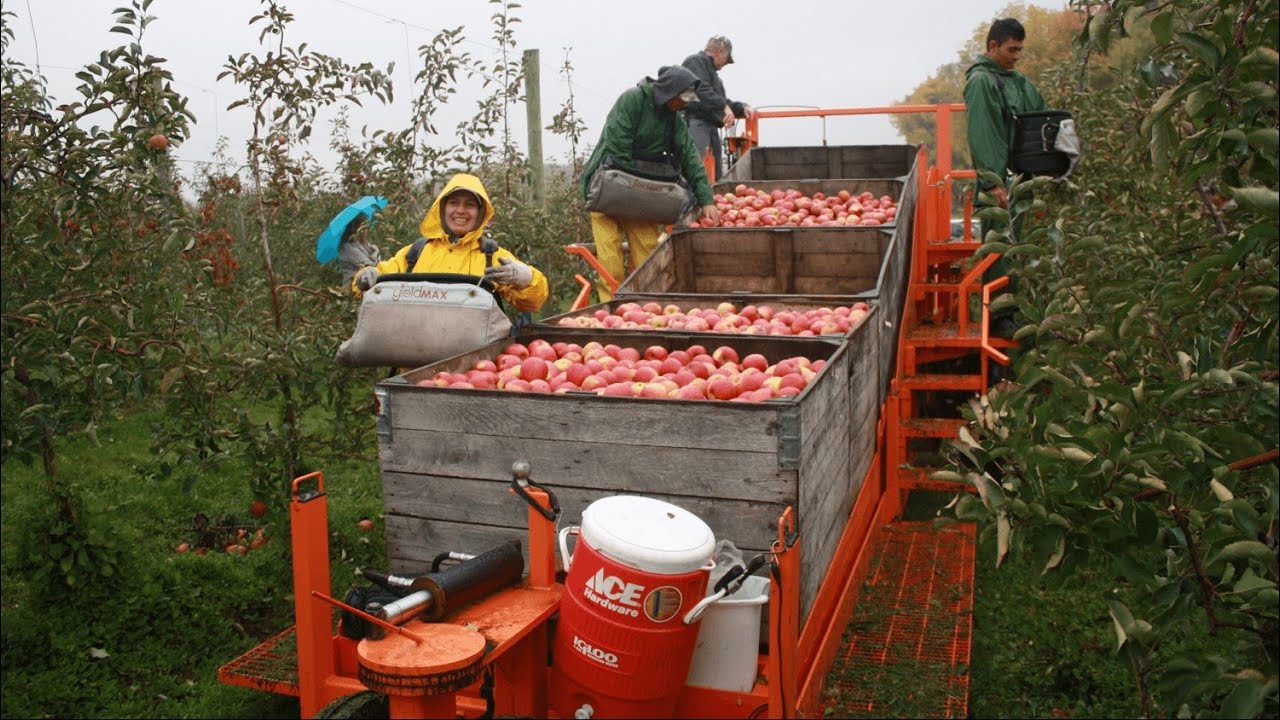 Snow Apple Harvest and How to Store Apple under Snow, Japanese Apple ...