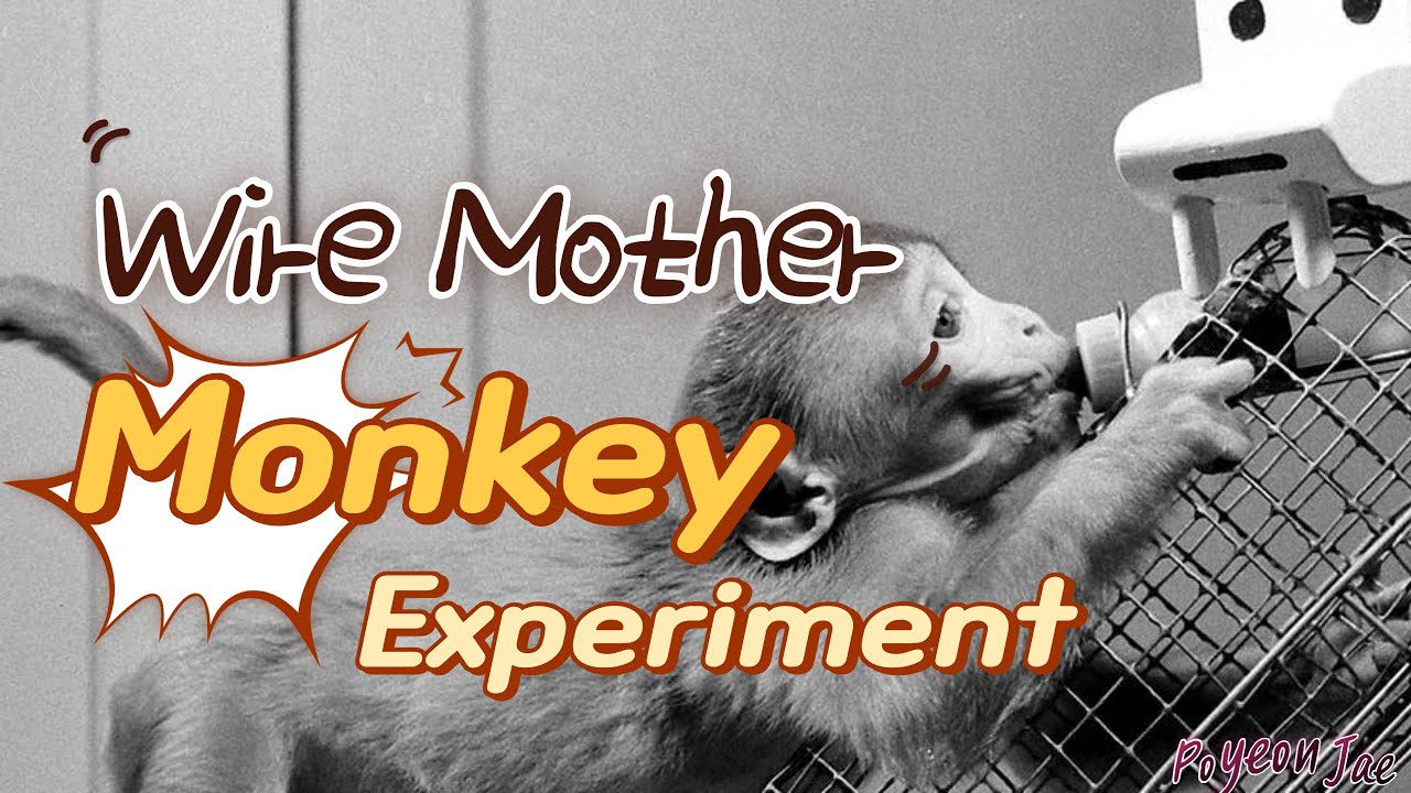 Baby monkey fake mother experiment - YouTube