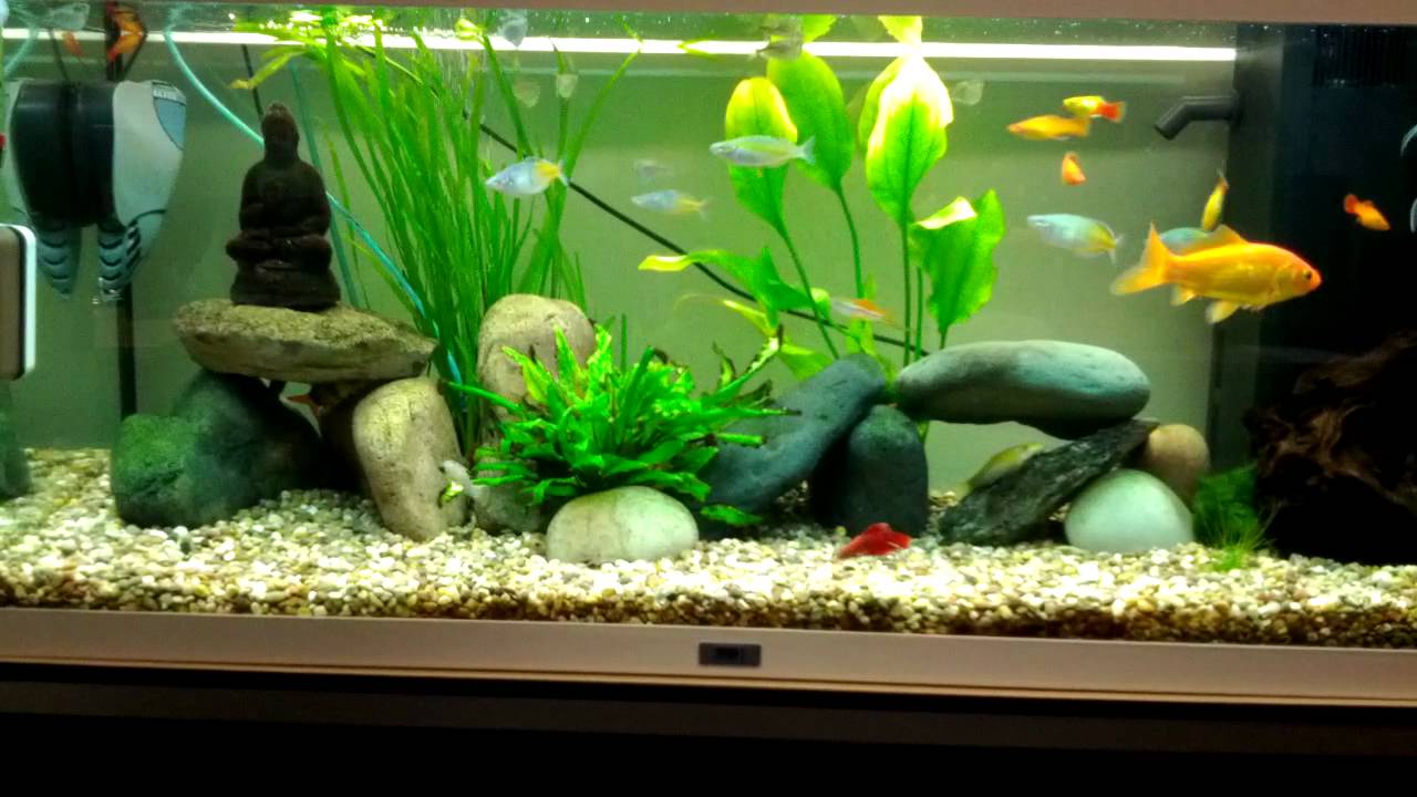 Office Fish Tank WS - YouTube