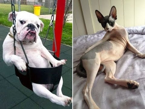 Animals Behaving Like Humans Compilation | Part @2 - YouTube