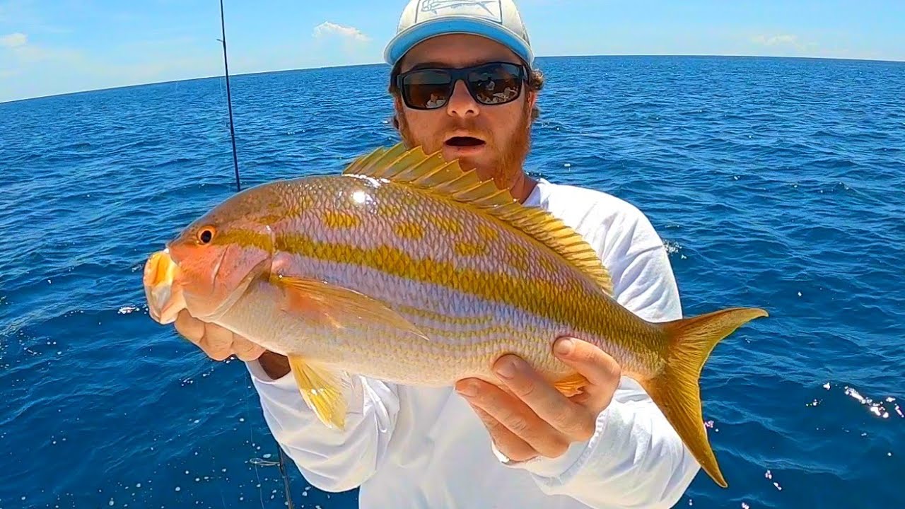MONSTER Yellowtail Snapper! BIGGEST Snapper I've EVER Caught! Beautiful ...