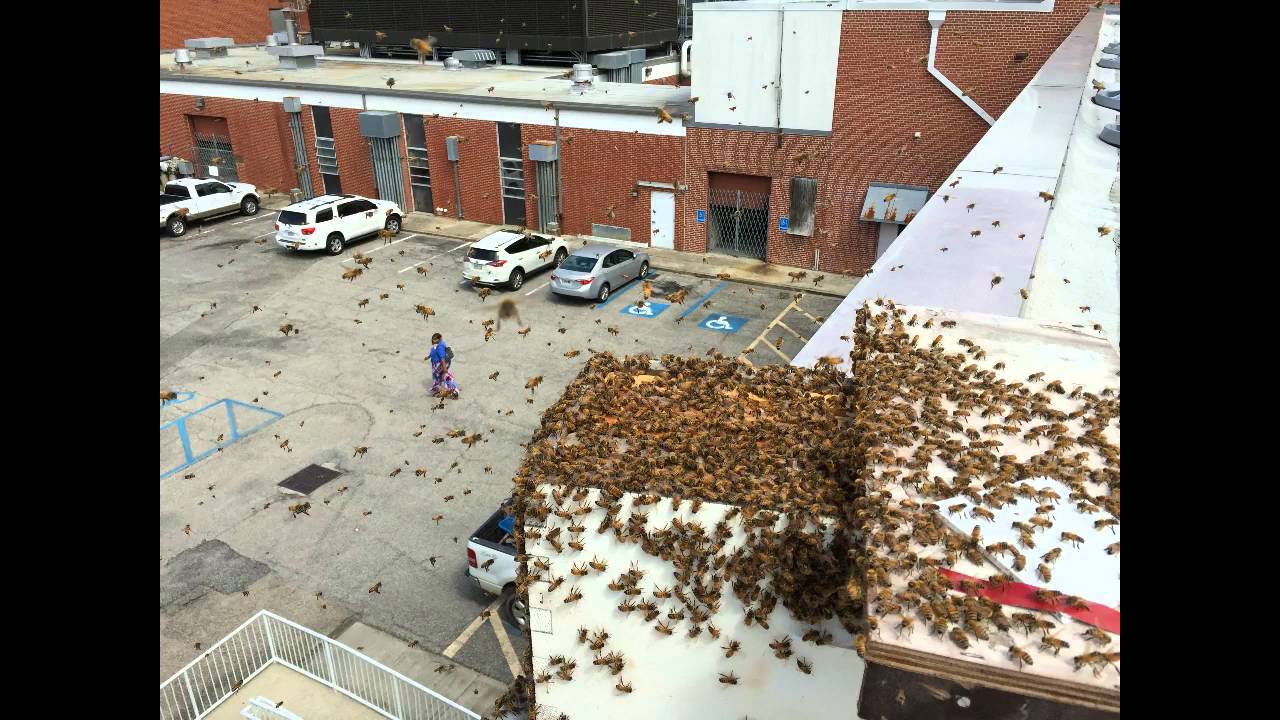 Bees Swarm a Hospital - YouTube