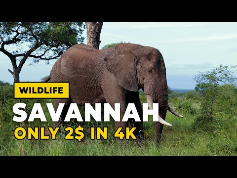 African Savannah | Safari Animals | Wildlife 4K Stock Video Footage.