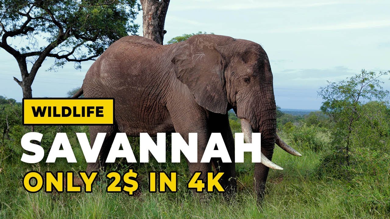 African Savannah | Safari Animals | Wildlife 4K Stock Video Footage ...