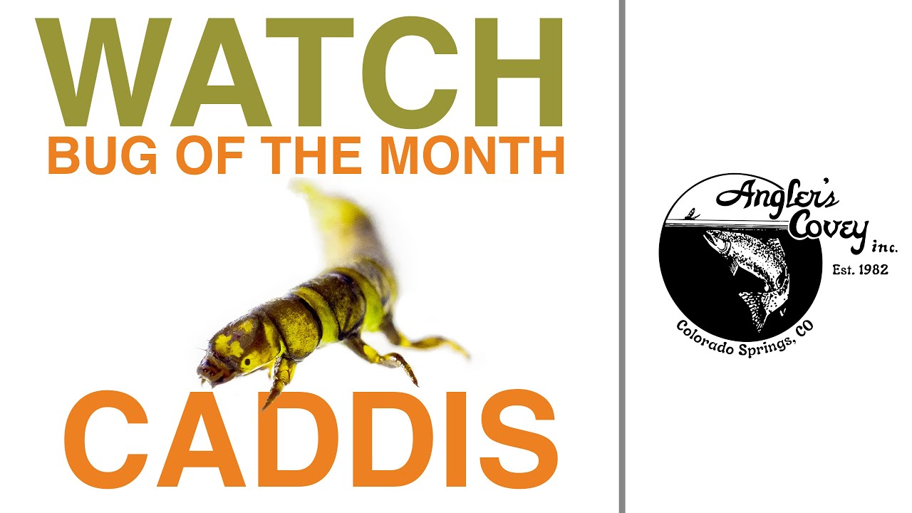 Bug of the Month - Fly Fishing Caddis with Brian Hilbert - YouTube