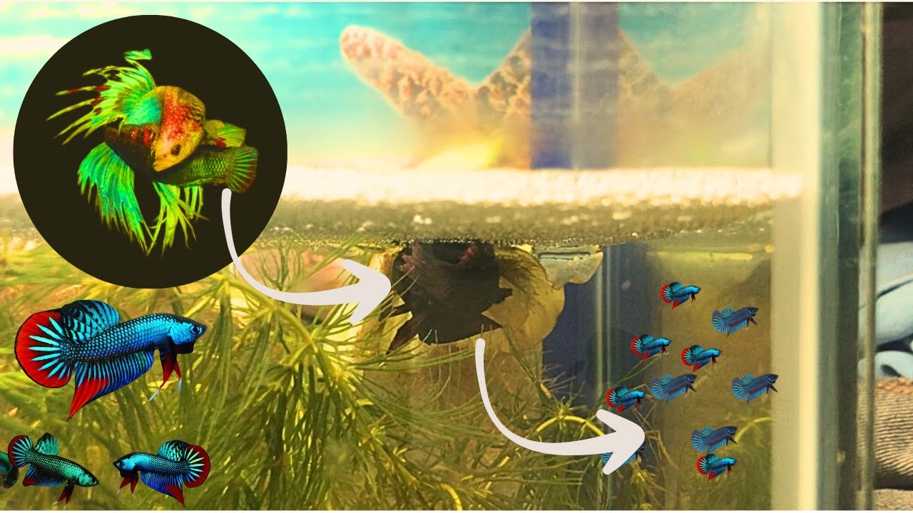 Betta fish make baby in aquarium so beautiful - YouTube