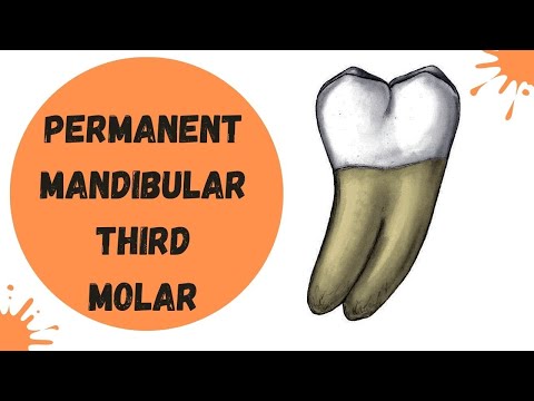 Mandibular Third Molar | Tooth Morphology Made Easy! - YouTube