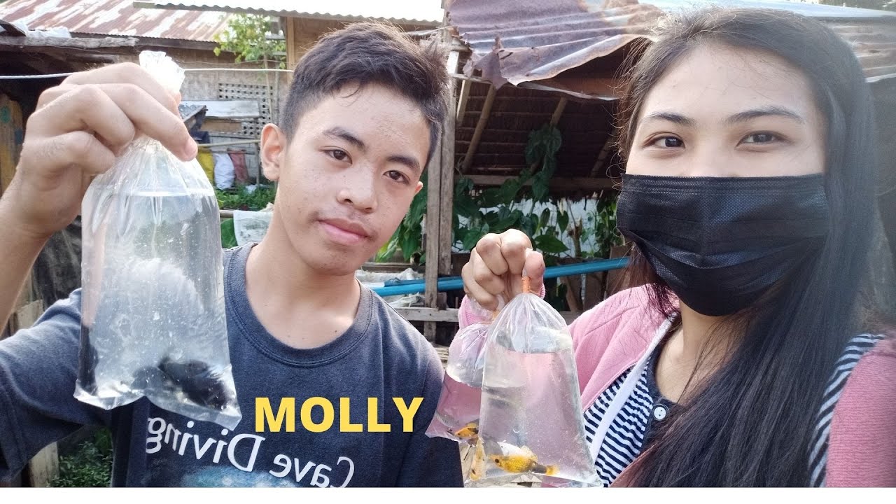 Buying Molly/Adding new fishes to my backyard? Visiting Kyle Solis ...