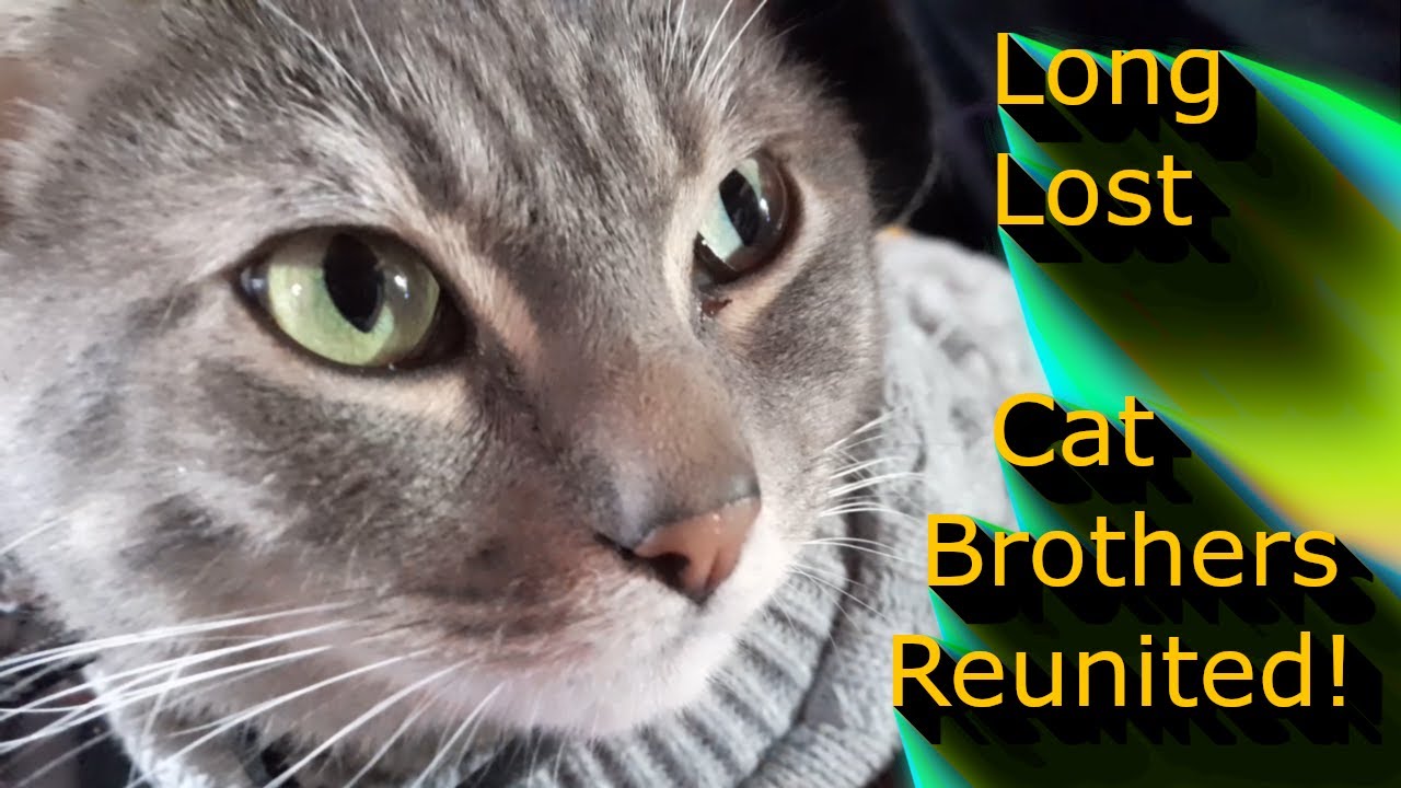 Long Lost Cat Brothers Reunited! - YouTube