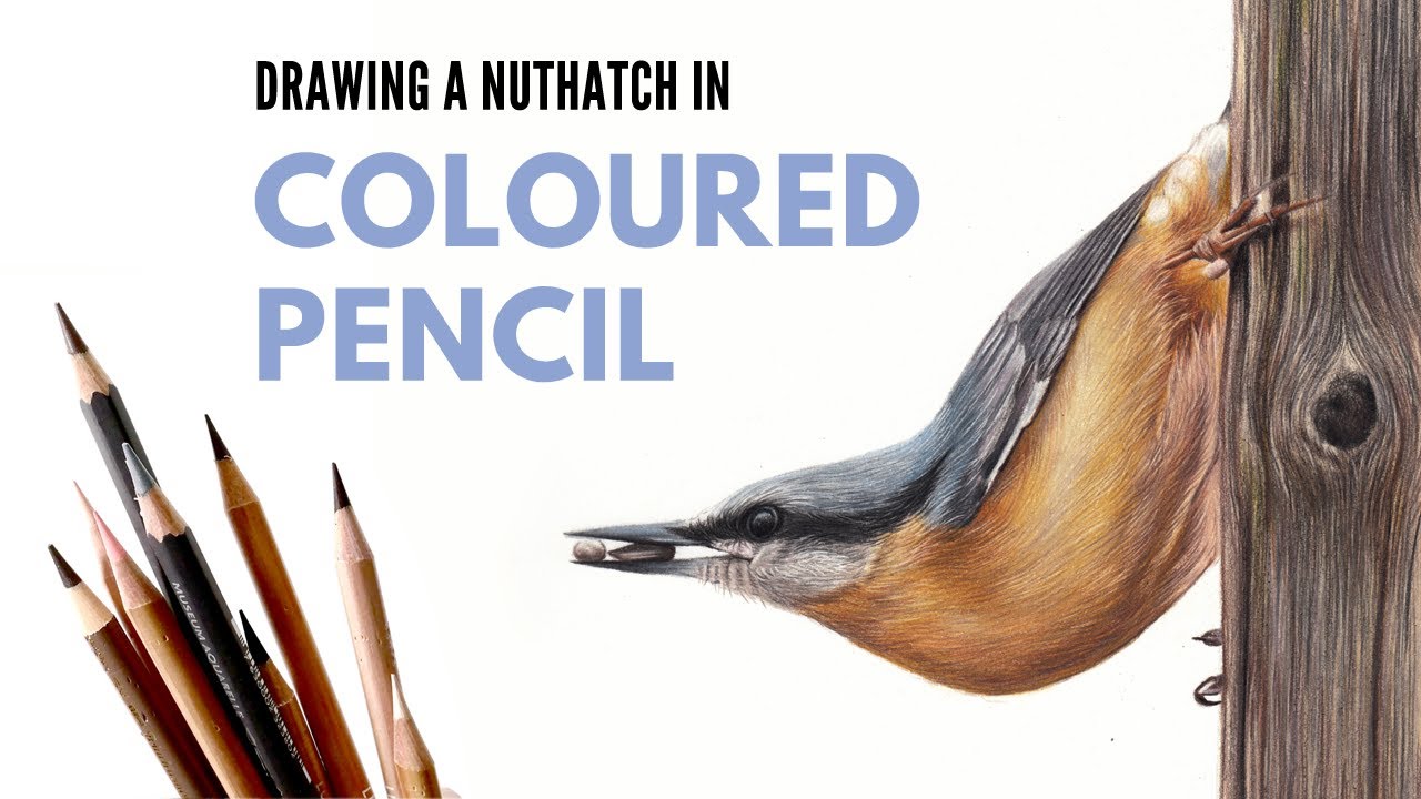 Drawing a Nuthatch Bird in Colored Pencil | Realistic Bird Drawing ...