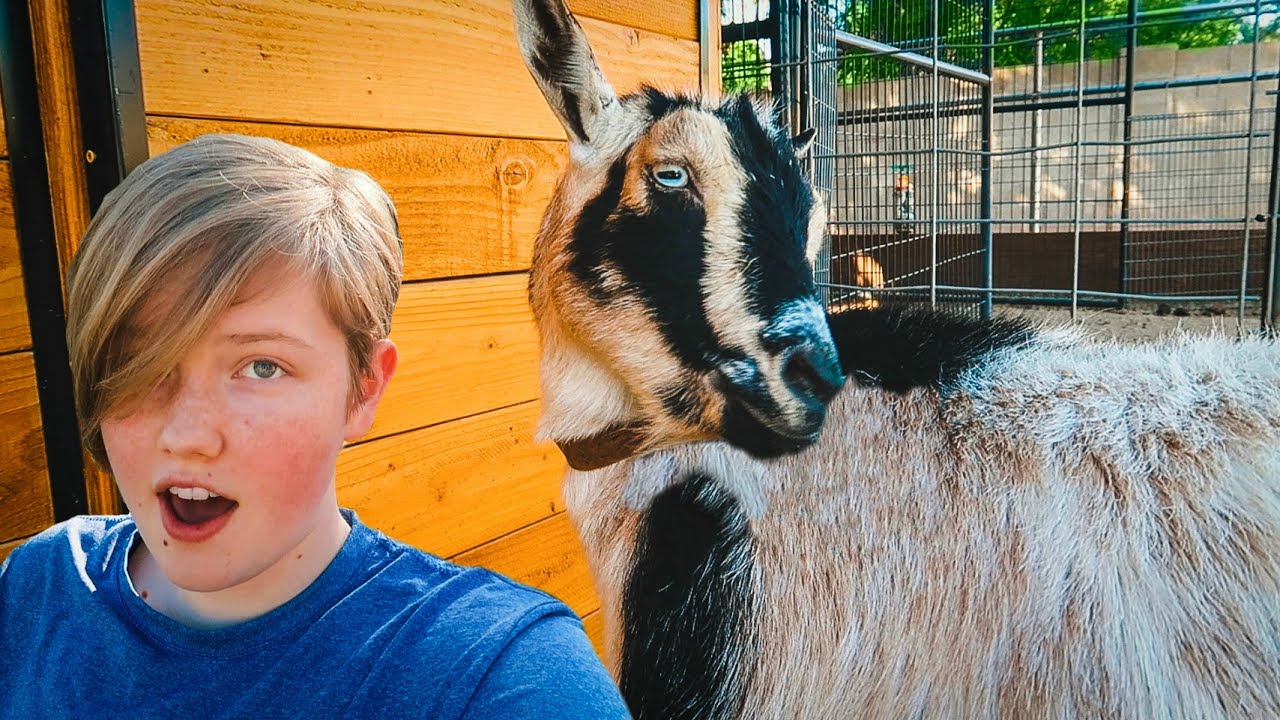 Our goat PRANKED us with FALSE LABOR 🤦🏻‍♀️ - YouTube