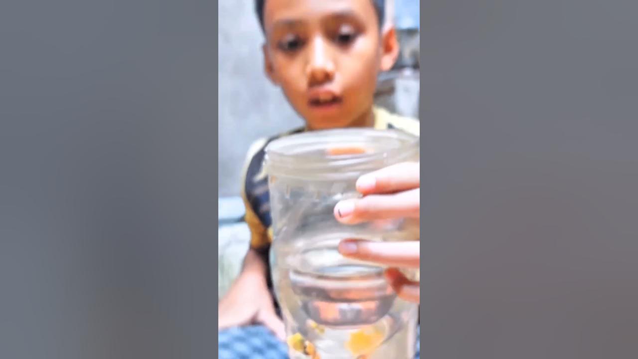 Petualangan kak naufal eps 1 : buat minipond dari steroform bekas - YouTube