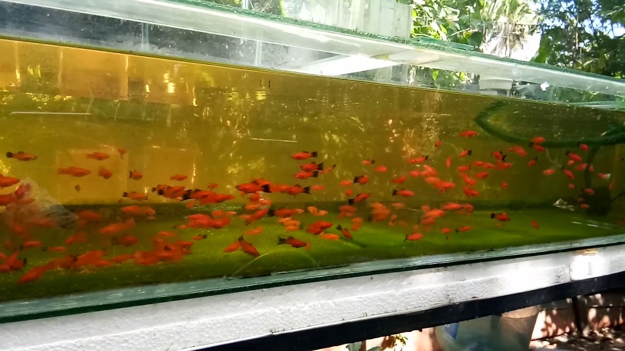 black wag and red swordtail - YouTube