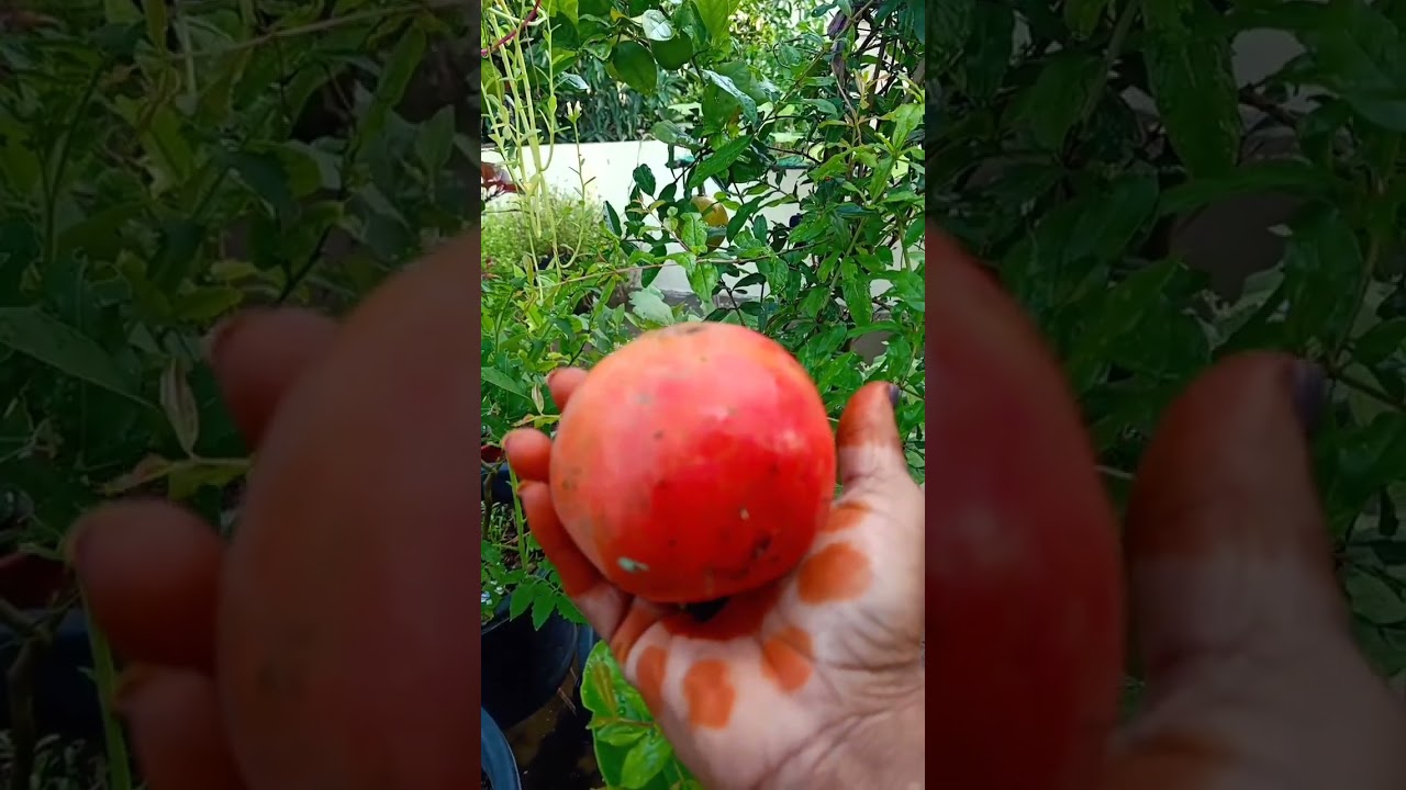 danimma pandu organic fruit in muddanas garden - YouTube