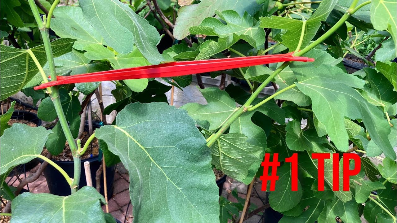 Do This NOW to Your Fig Trees for More & Better Tasting Figs - YouTube
