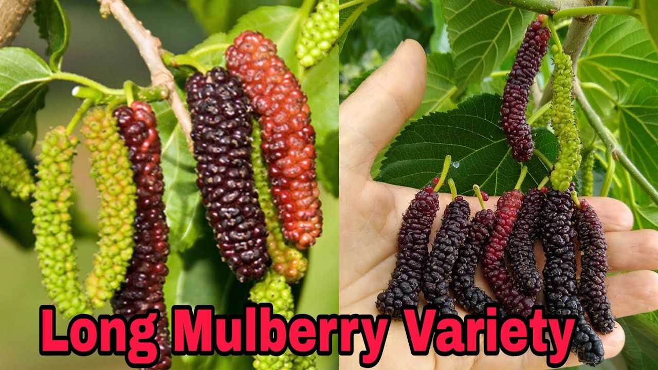 LONG MULBERRY || SAPTAGIRI NURSERY || 7075858499 - YouTube