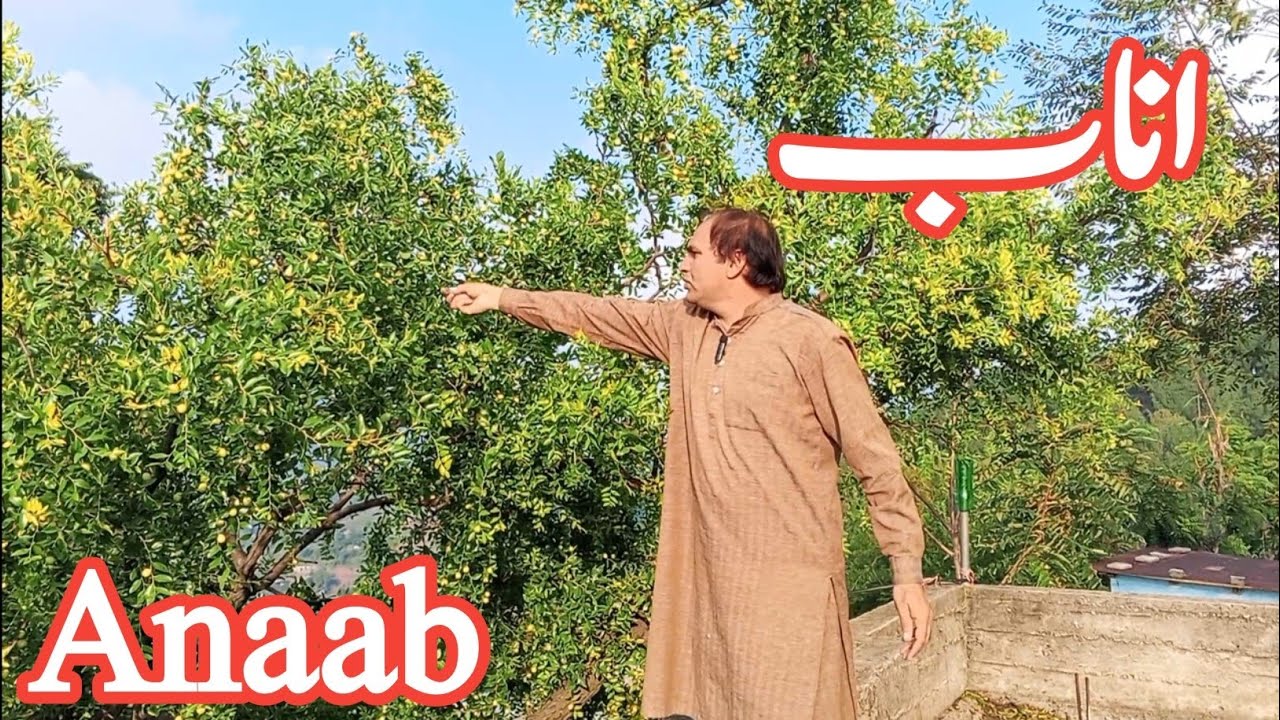 Unveiling the Elusive Anab Fruit: A Rare Village Treasure - YouTube