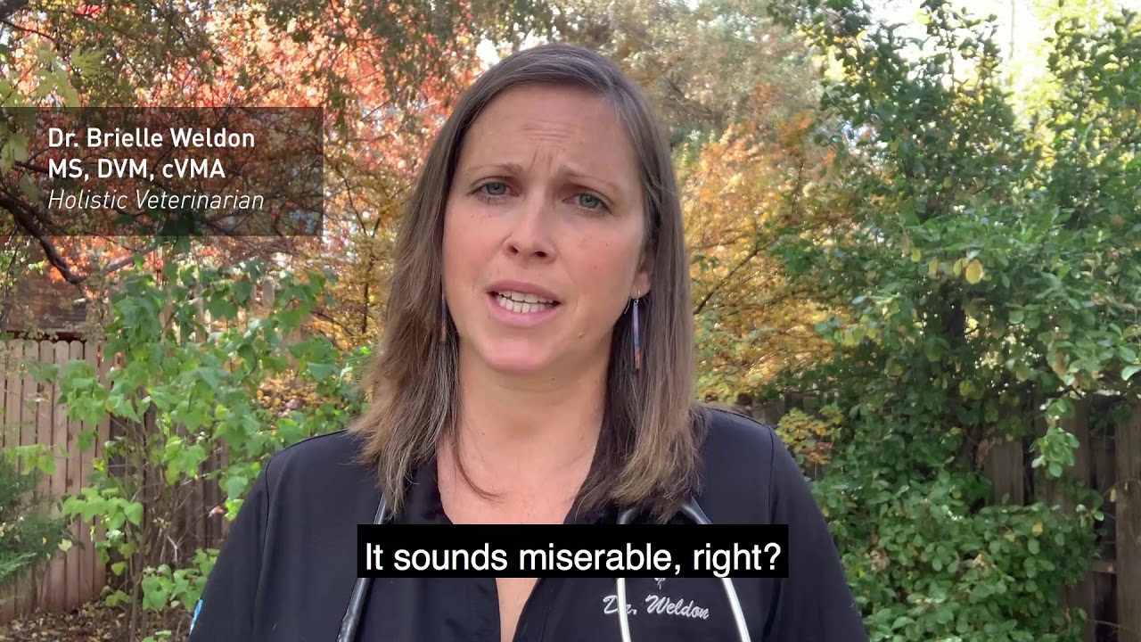 Dr. Brielle Weldon Talks About How to Identify Skin Issues in your Dog ...