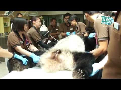 Giant Pandas Undergo Electroejaculation & Artificial Insemination