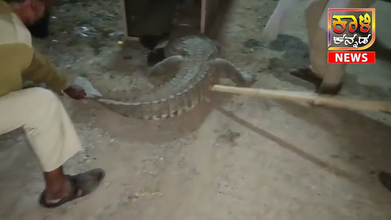 Crocodile Rescued Behind The Scene: Rescued By 10 Forrest Rescuer ...