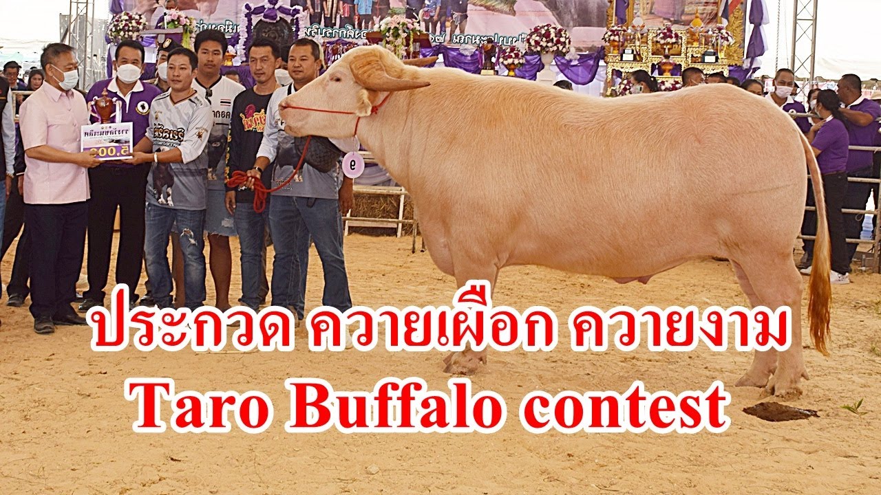 ประกวดควายเผือก ควายงาม /Taro Buffalo Contest. - YouTube