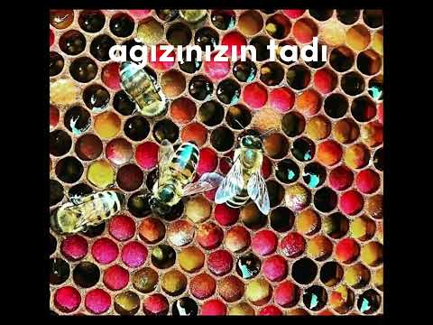 bal arıları hakkında ilginç bilgiler #arıcı #balarısı #пчела #arı #bal #karakovan #bee #عسل #bilgi