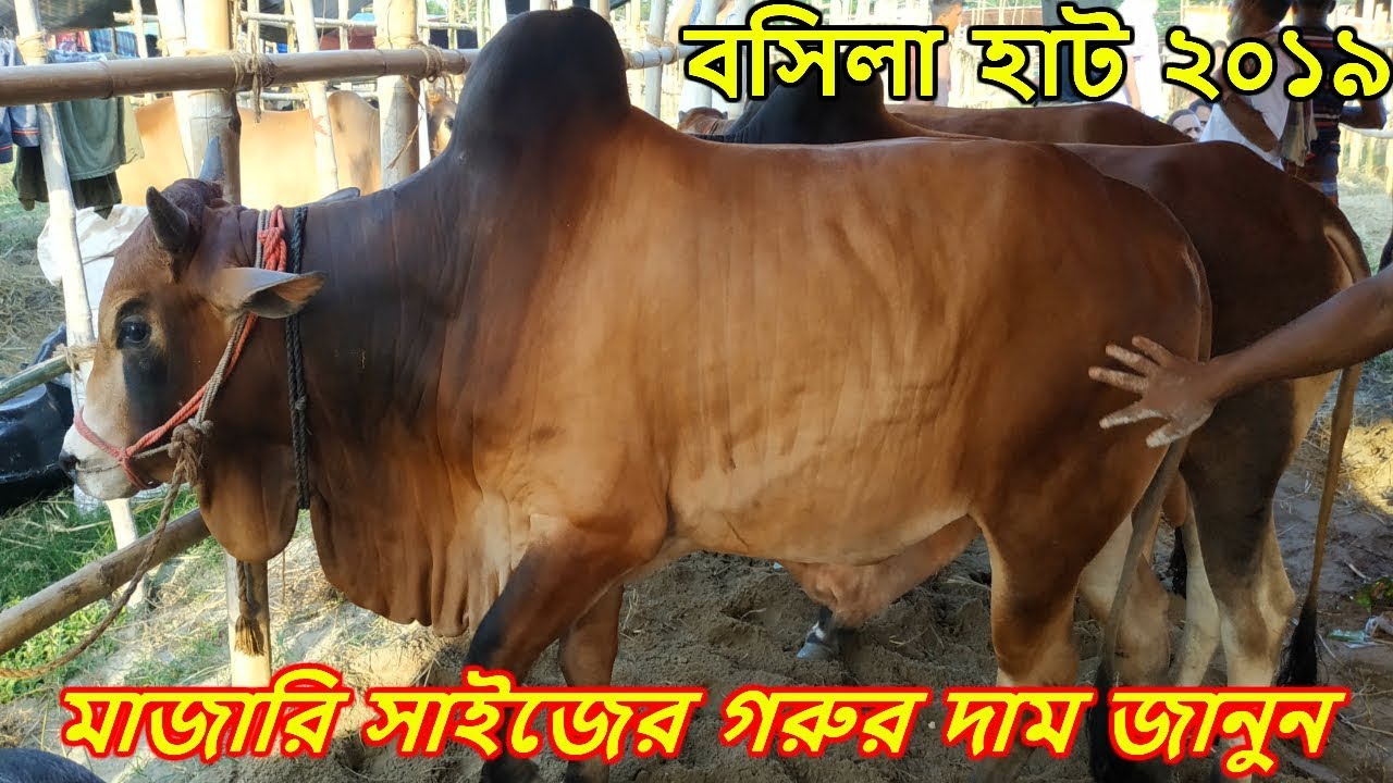 বসিলা হাট ২০১৯,মাজারি সাইজের গরুর দাম জানুন ? Bosila gorur haat,Eid ul ...
