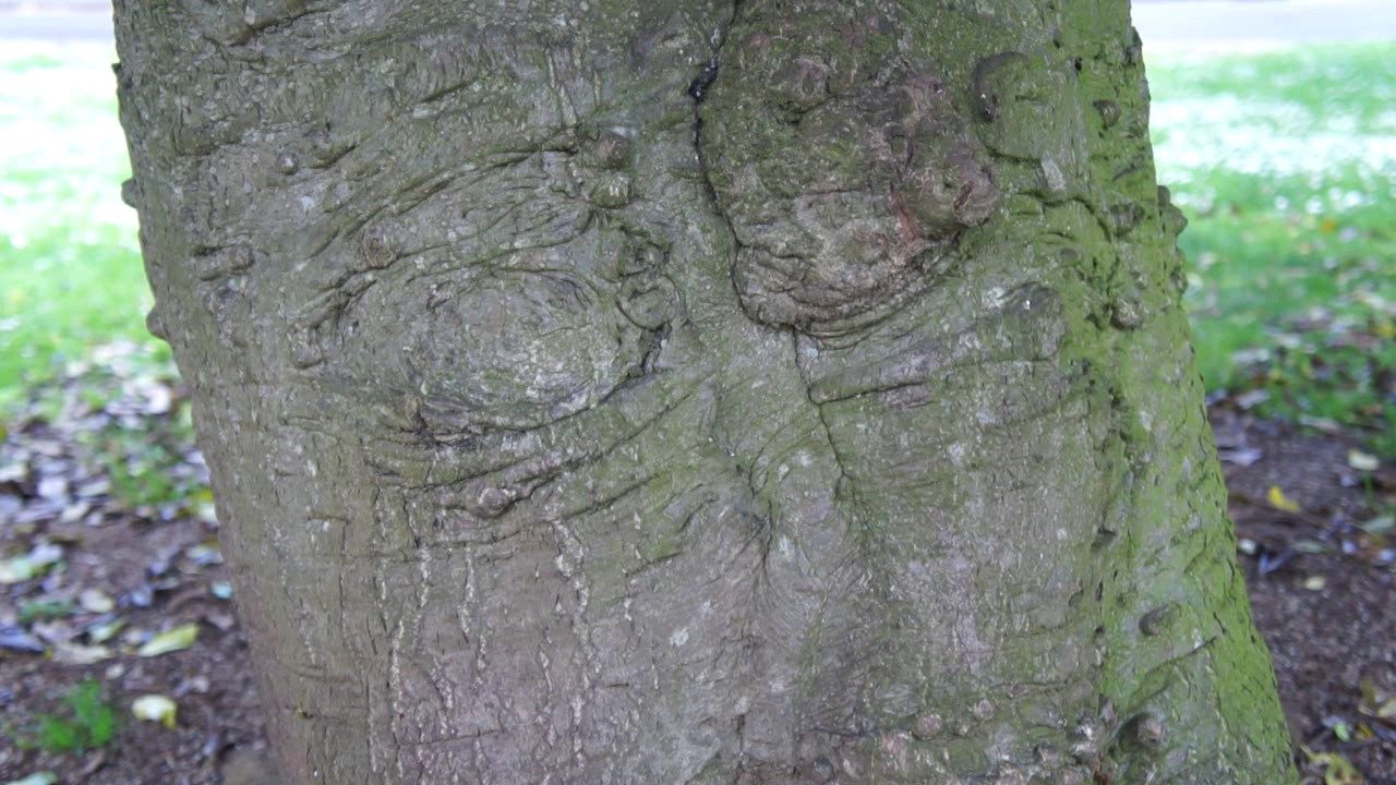 Educational videos on nature (Holly bark close up) - May 2017 - YouTube