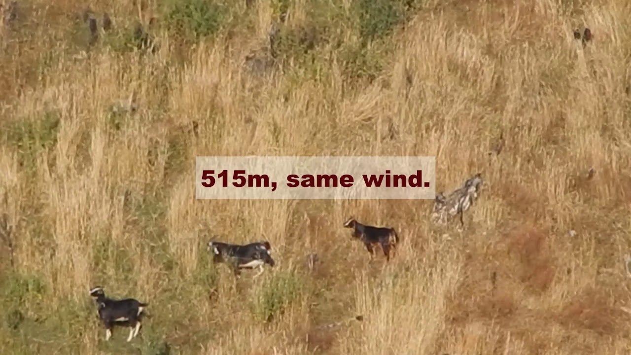 Feral goat shooting New Zealand - YouTube