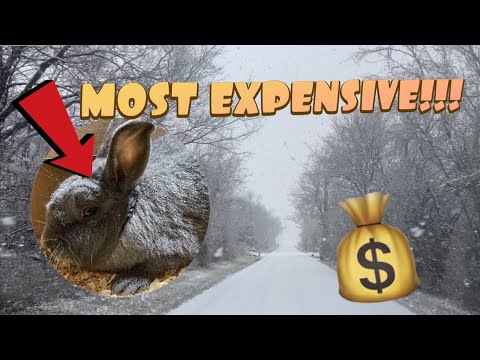 BOUGHT OKLAHOMA'S MOST EXPENSIVE RABBIT During A SnowStorm! Walker Farm ...