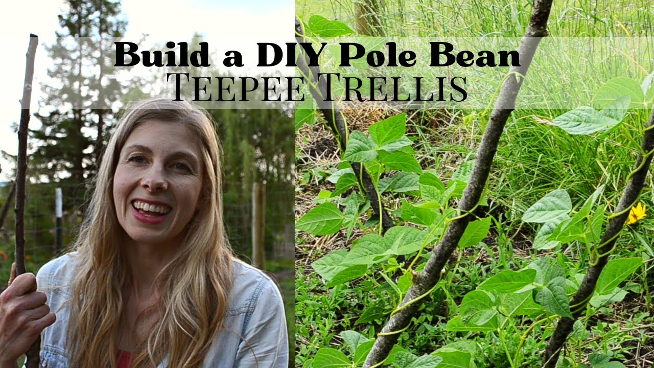 Make a Green Bean Teepee From Scratch | Simple DIY Pole Bean Teepee ...