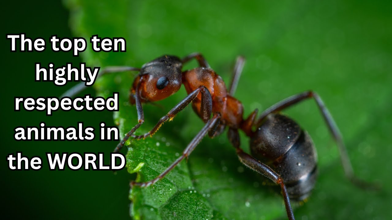 The top ten highly respected animals in the WORLD - YouTube