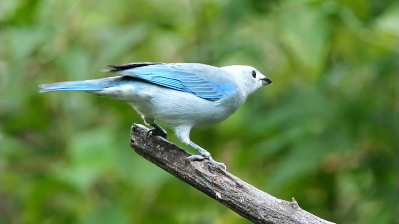 Blue-grey Tanager in Costa Rica - YouTube