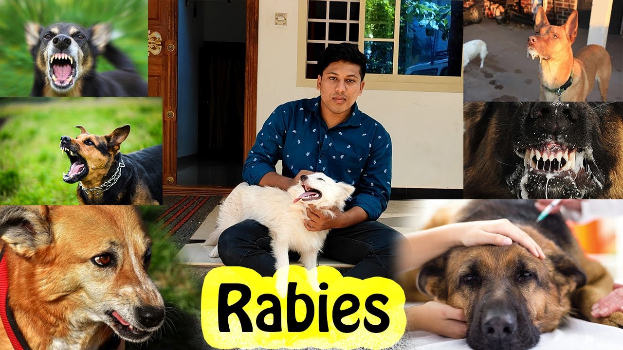 About rabies virus malayalam - YouTube