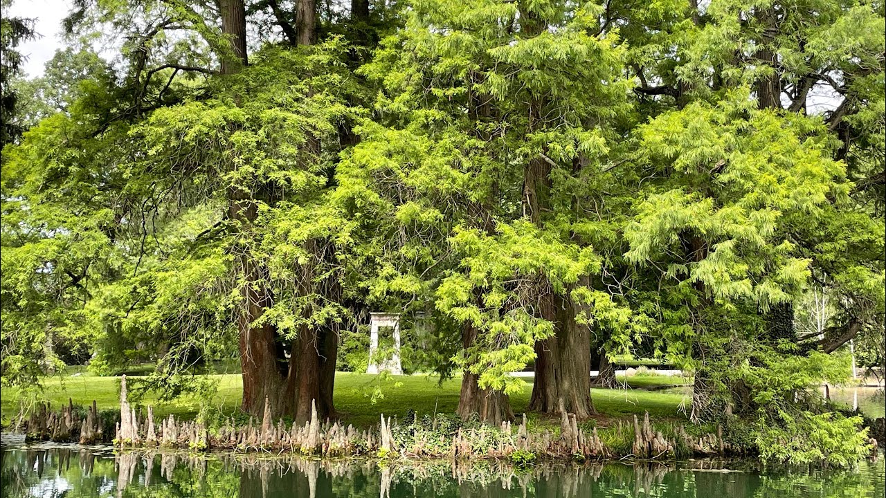 Huge, gorgeous, old Bald Cypress near downtown Cincinnati, Ohio! - YouTube