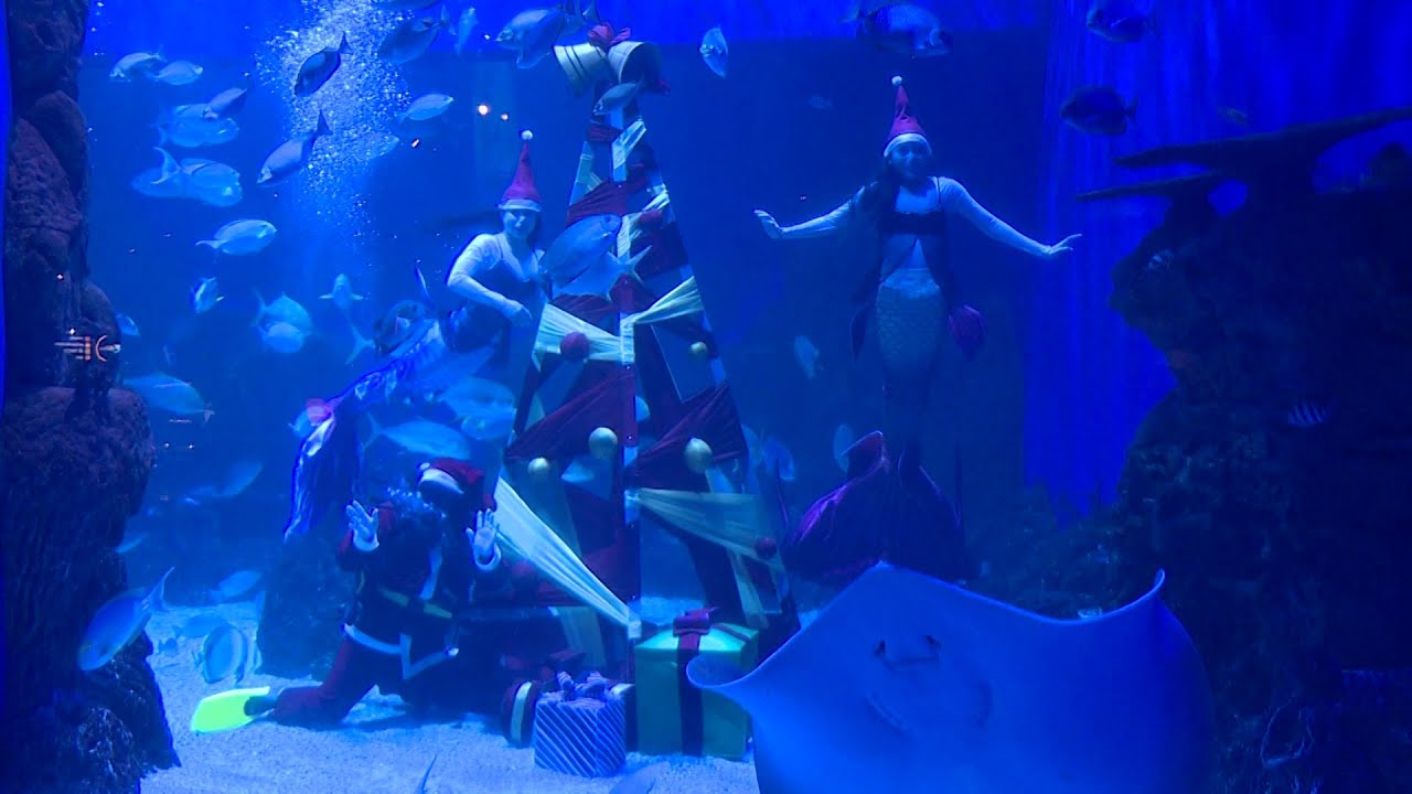 Underwater Santa and freediver mermaids celebrate Christmas in ...