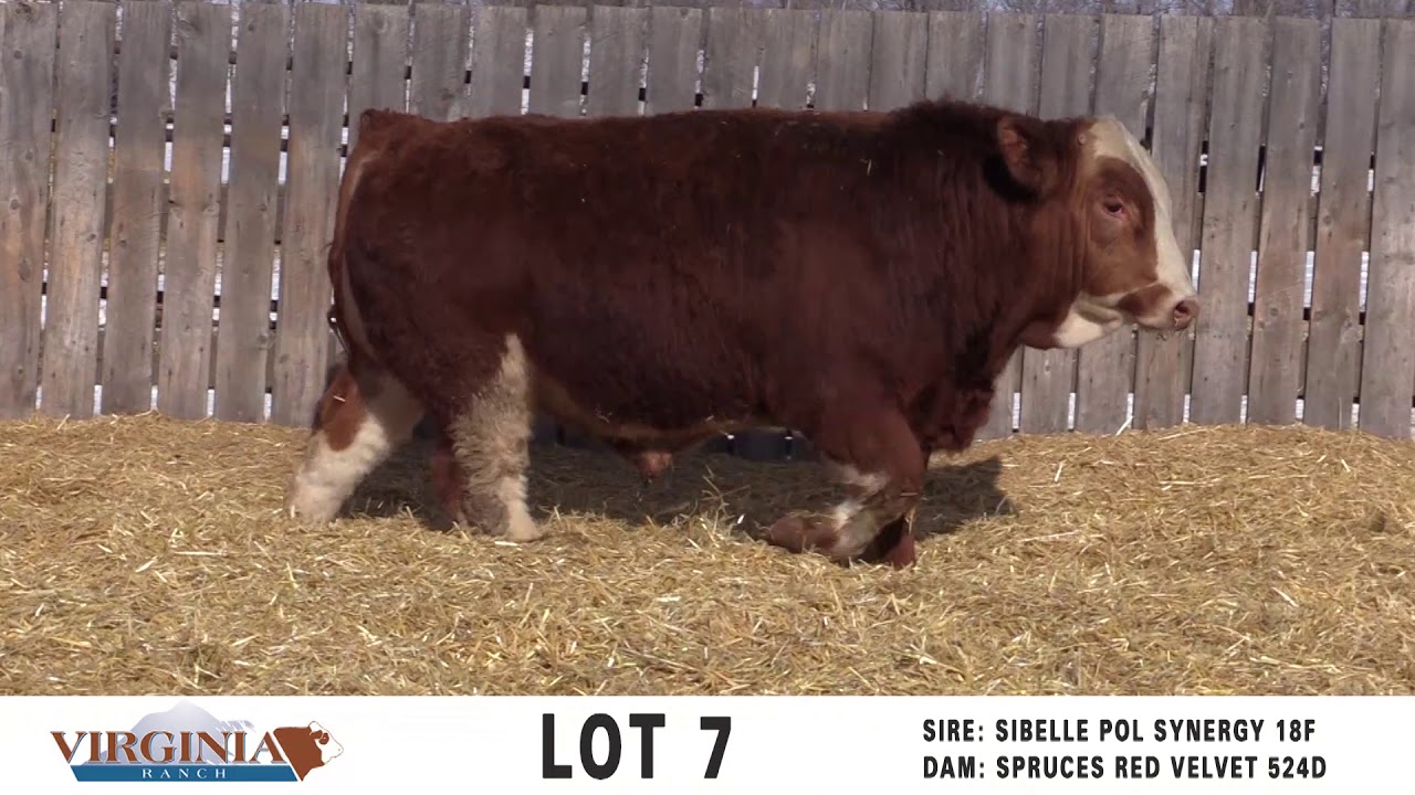 Bull Spectrum Simmental Sale 2021 Lot 7 - YouTube